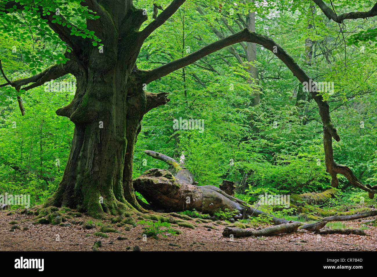 Approx. 400 year old Beech (Fagus) tree, ancient forest of Sababurg ...