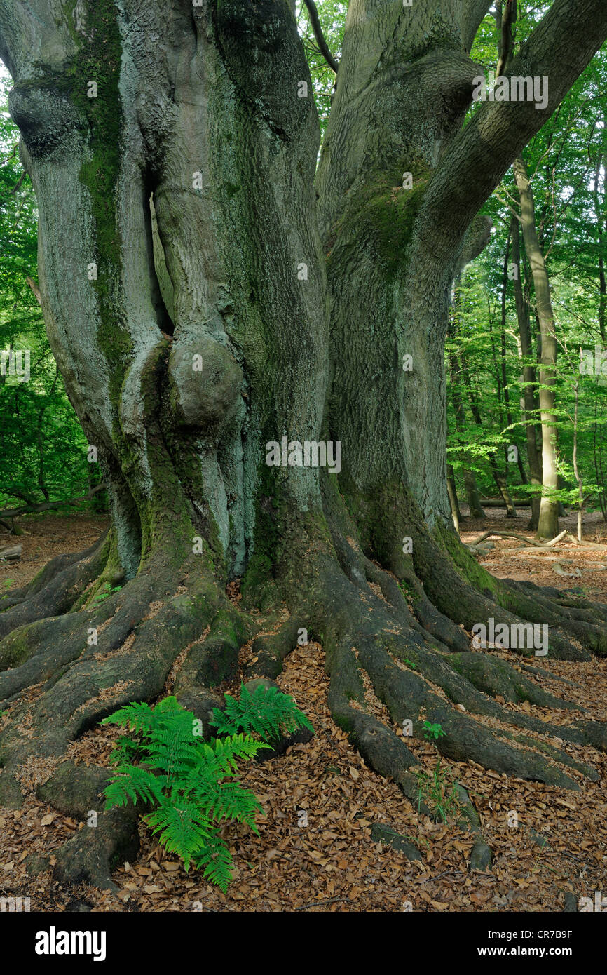 Lady-fern (Athyrium) growing between the moss-covered trunk of an old ...