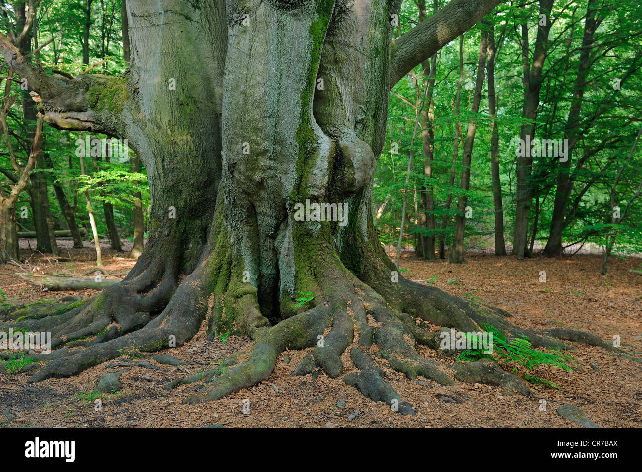 Mossy trunk of an old Beech (Fagus) tree, ancient forest of Sababurg ...