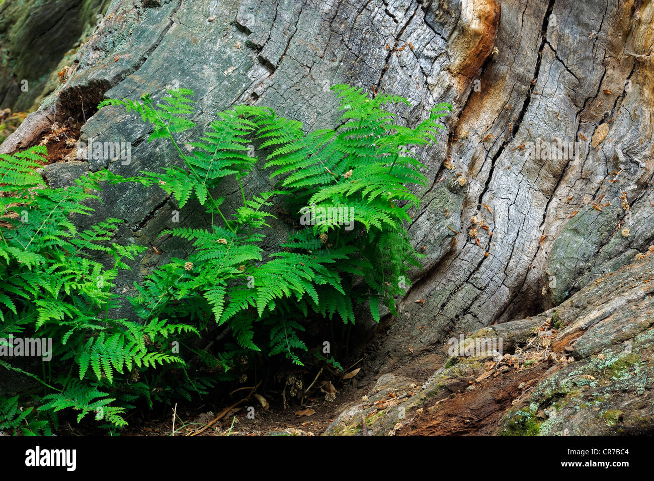 Moss lady hi-res stock photography and images - Alamy