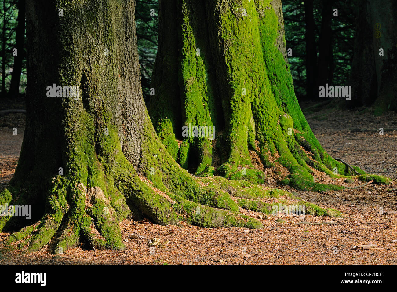Mossy trunks of old Beech (Fagus) trees, ancient forest of Sababurg ...