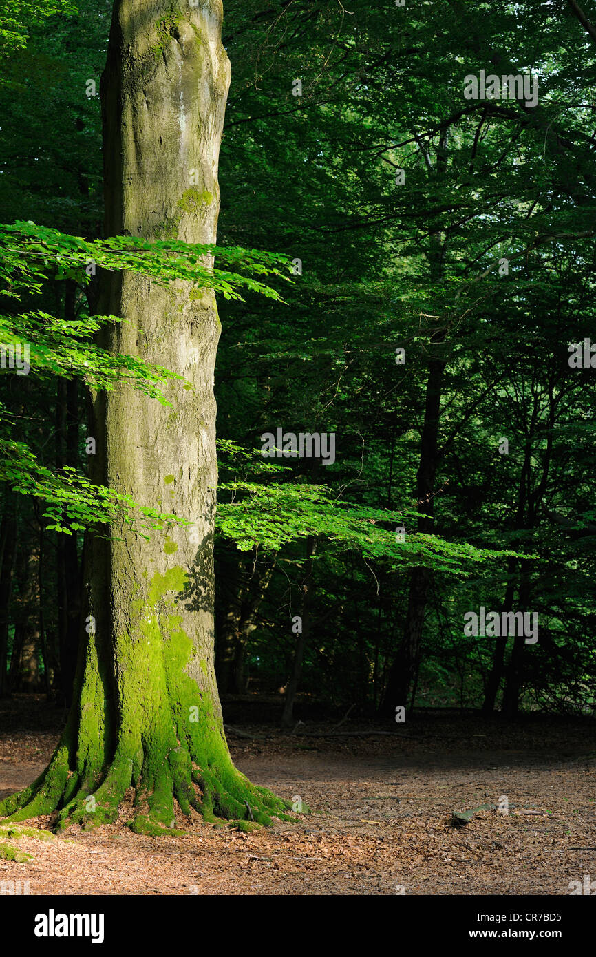 Mossy trunk of an old Beech (Fagus) tree, ancient forest of Sababurg ...
