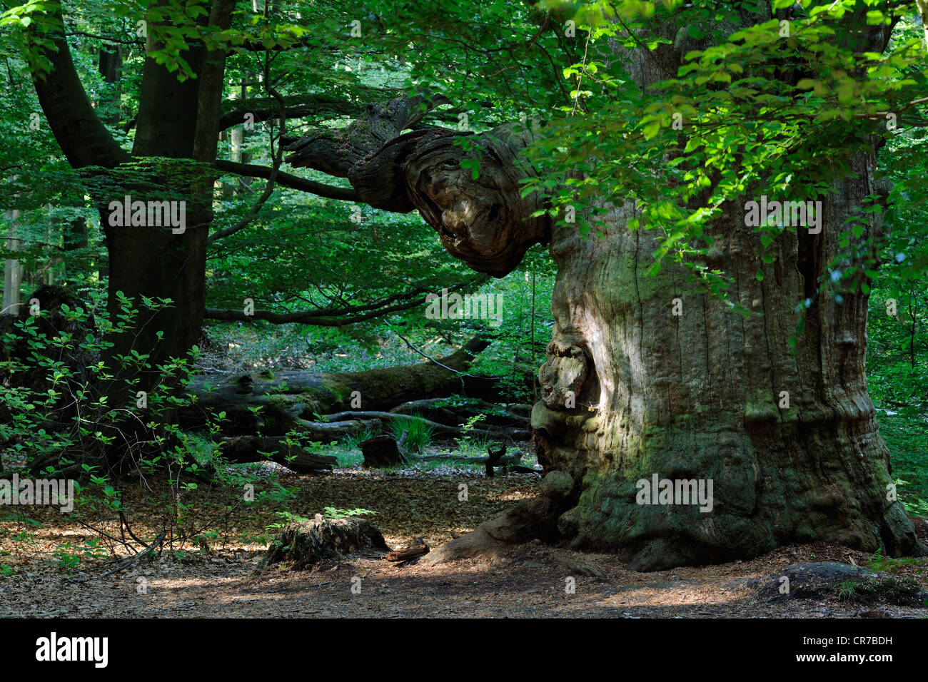 Circa 800 year old Beech (Fagus), ancient forest of Sababurg, Hesse ...