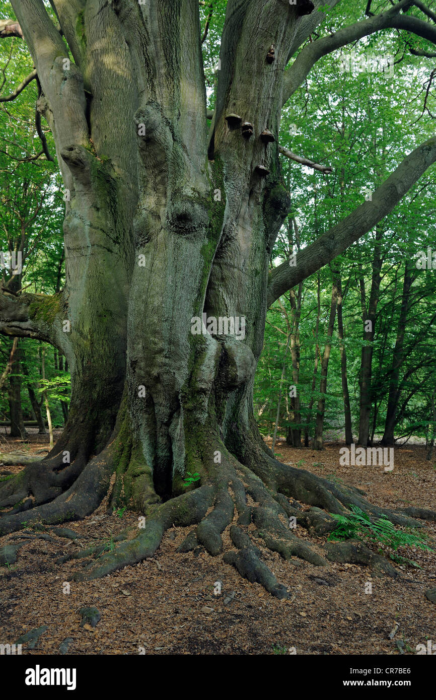 Mossy trunk of an old Beech (Fagus) tree, ancient forest of Sababurg ...