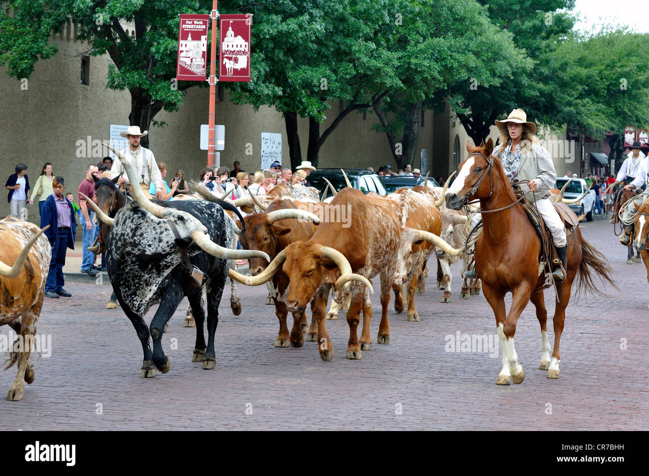 Cattle drive texas hi-res stock photography and images - Alamy