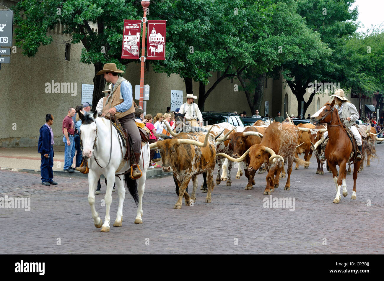 Stockyards cowboy with longhorn cow fort worth fort worth hi-res stock ...