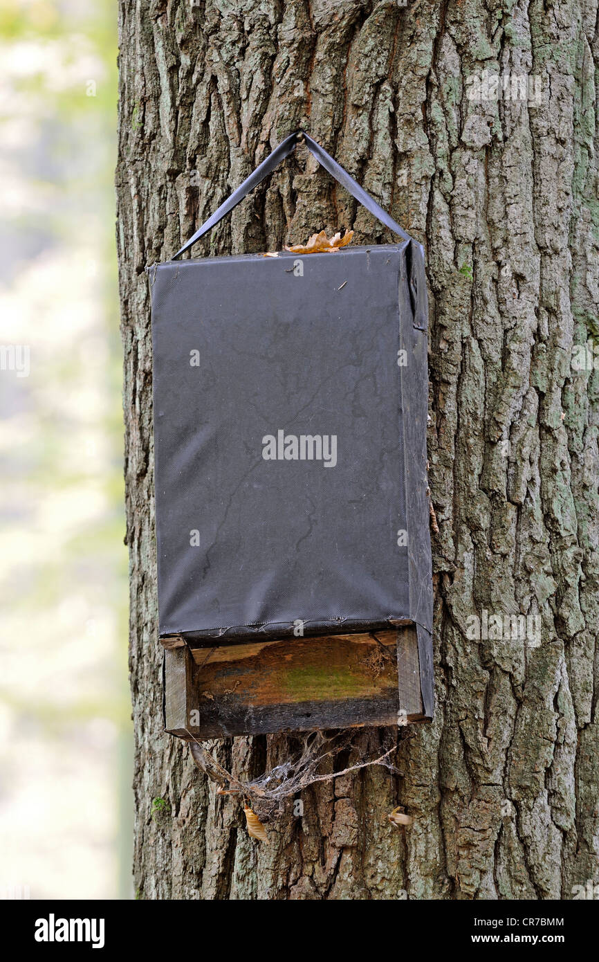 Bat box, Maerkische Schweiz Nature Park, Buckow, Brandenburg, Germany ...