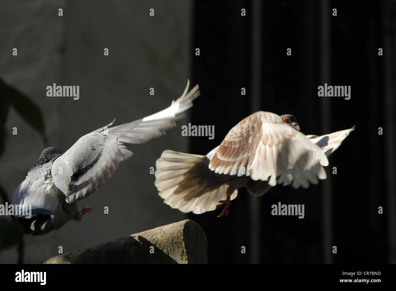 Pigeons in combat hi-res stock photography and images - Alamy