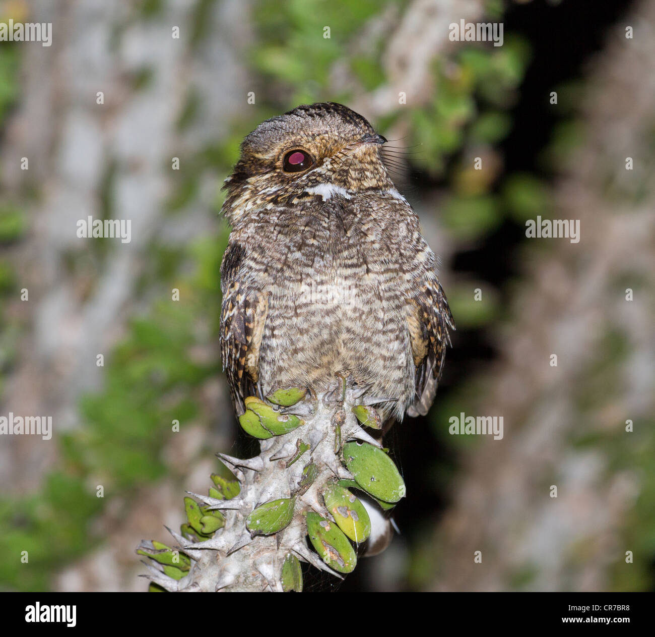Madagascar nightjar caprimulgus madagascariensis hi-res stock photography and images - Alamy