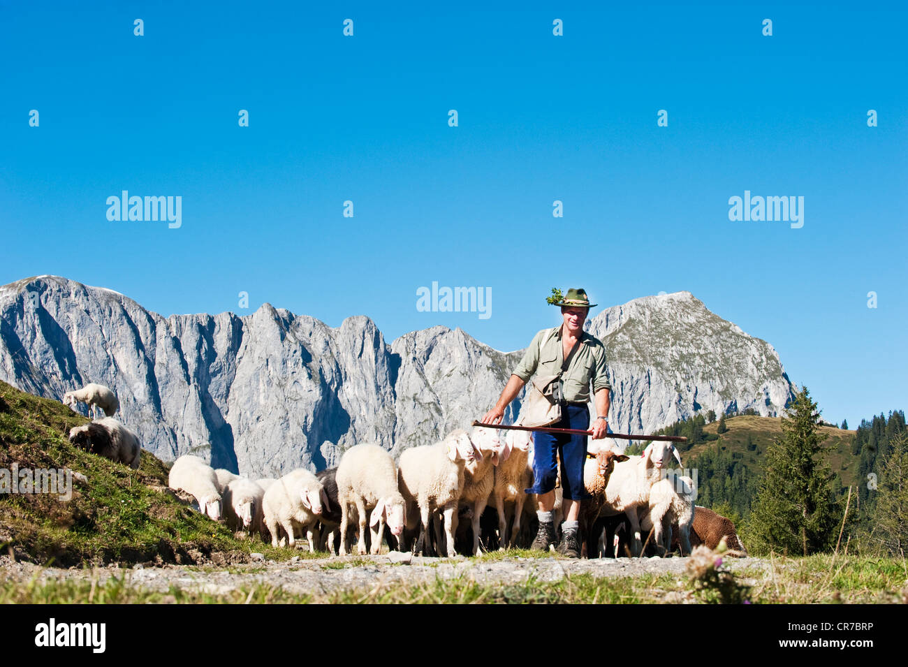 Austria, Salzburg County, Shepherd herding sheep on mountain Stock ...