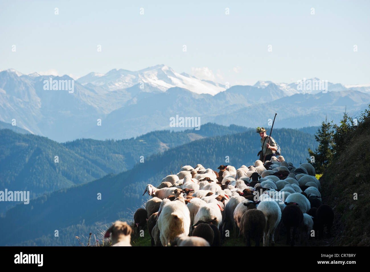 Shepherd sheep shoulder hi-res stock photography and images - Alamy