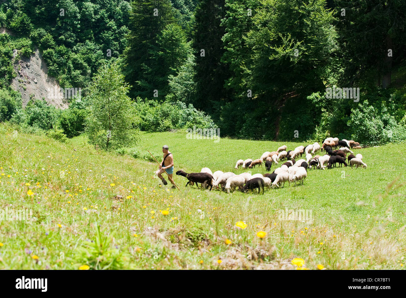 Austria, Salzburg County, Shepherd herding sheep on mountain Stock ...