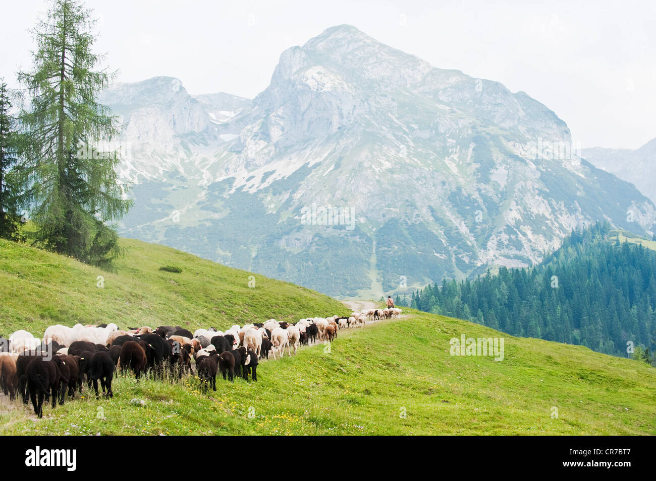 Austrian shepherd hi-res stock photography and images - Alamy