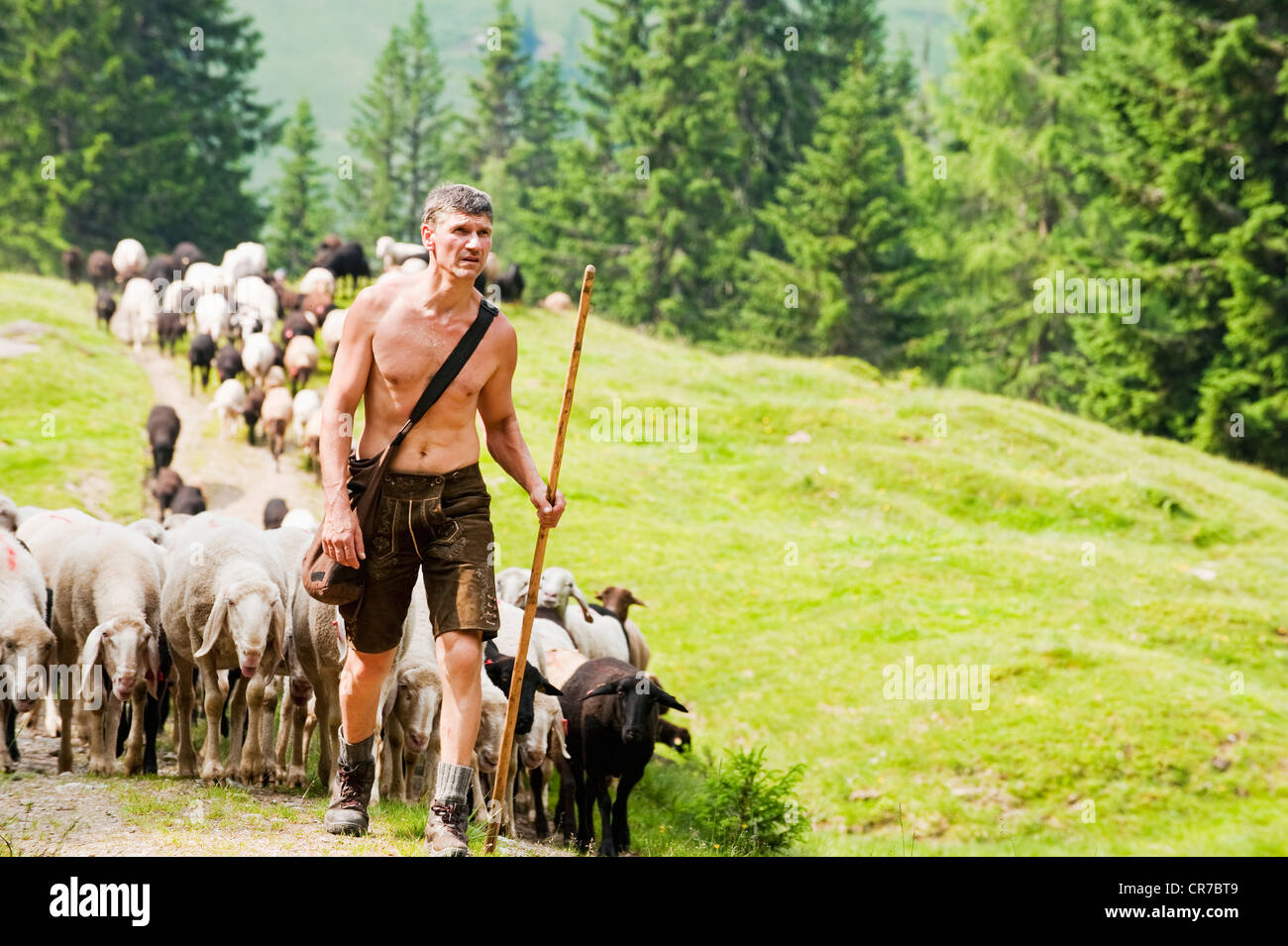 Austria, Salzburg County, Shepherd herding sheep on mountain Stock ...