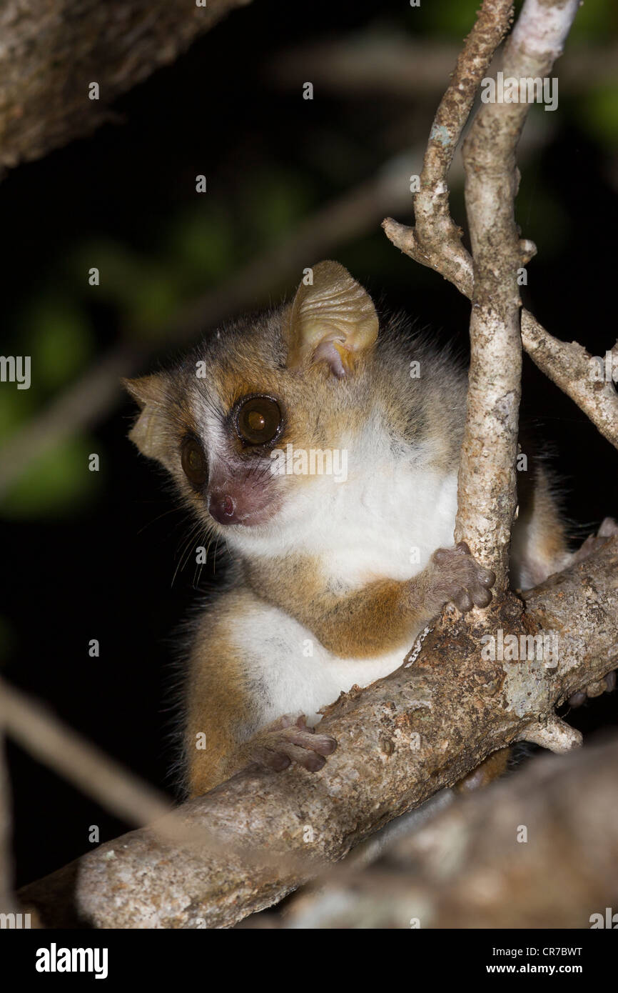 mouse lemur Microcebus, Berenty Reserve, Madagascar Stock Photo - Alamy