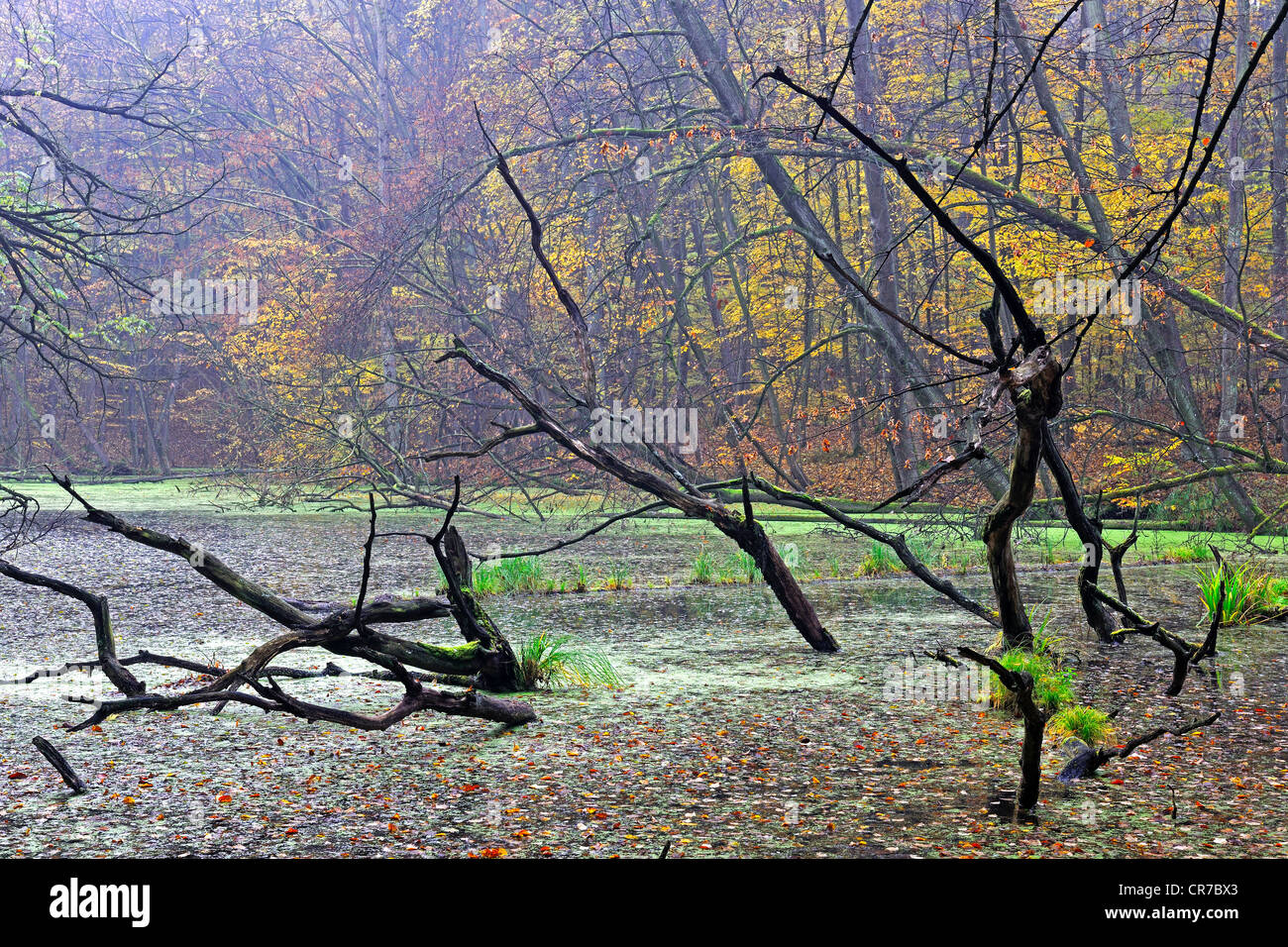 Autumn-coloured beech tree (Fagus) and dead wood in the swamp in the ...