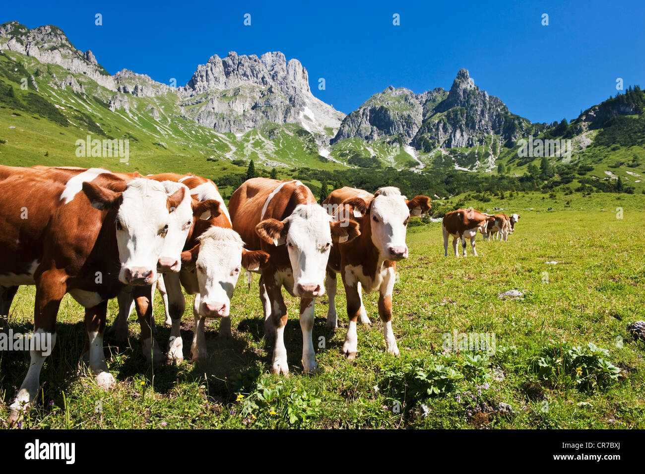 Austria, Salzburg County, Cows on alpine pasture in front of Mount ...