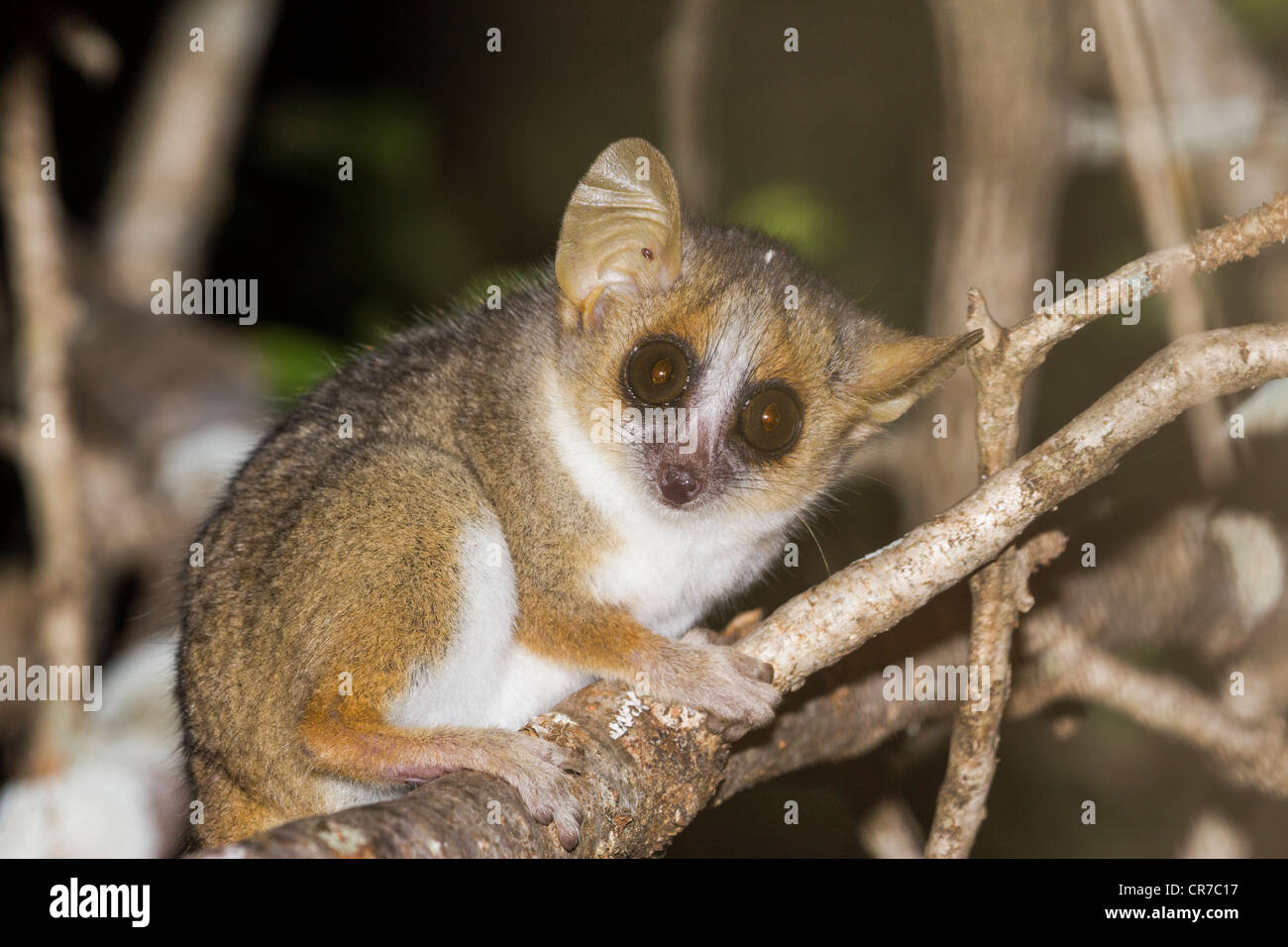 mouse lemur Microcebus, Berenty Reserve, Madagascar Stock Photo - Alamy