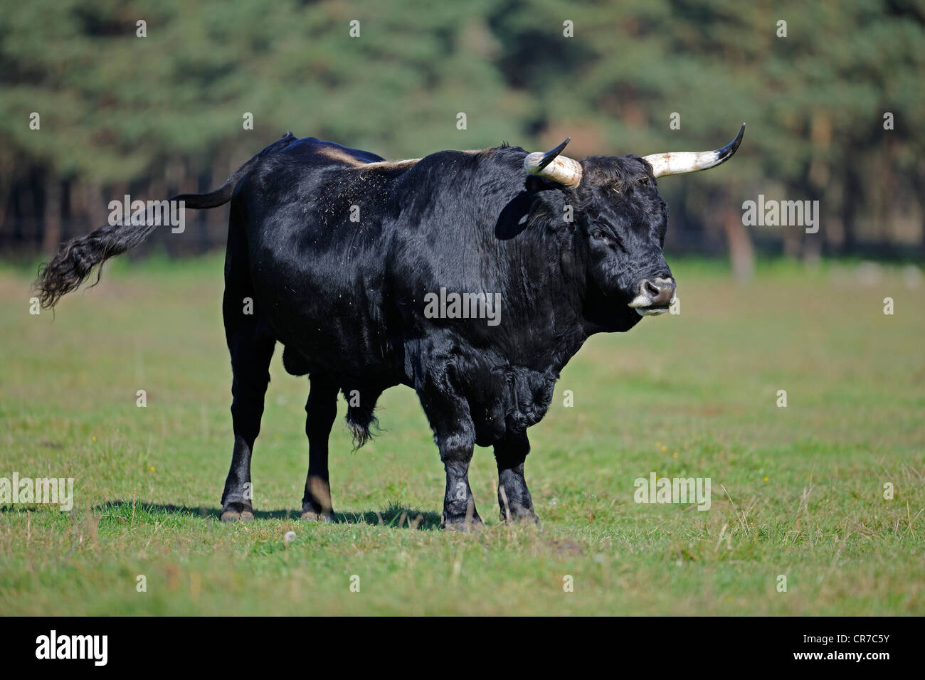 Aurochs (Bos primigenius), back-breeding, Brandenburg, Germany, Europe ...