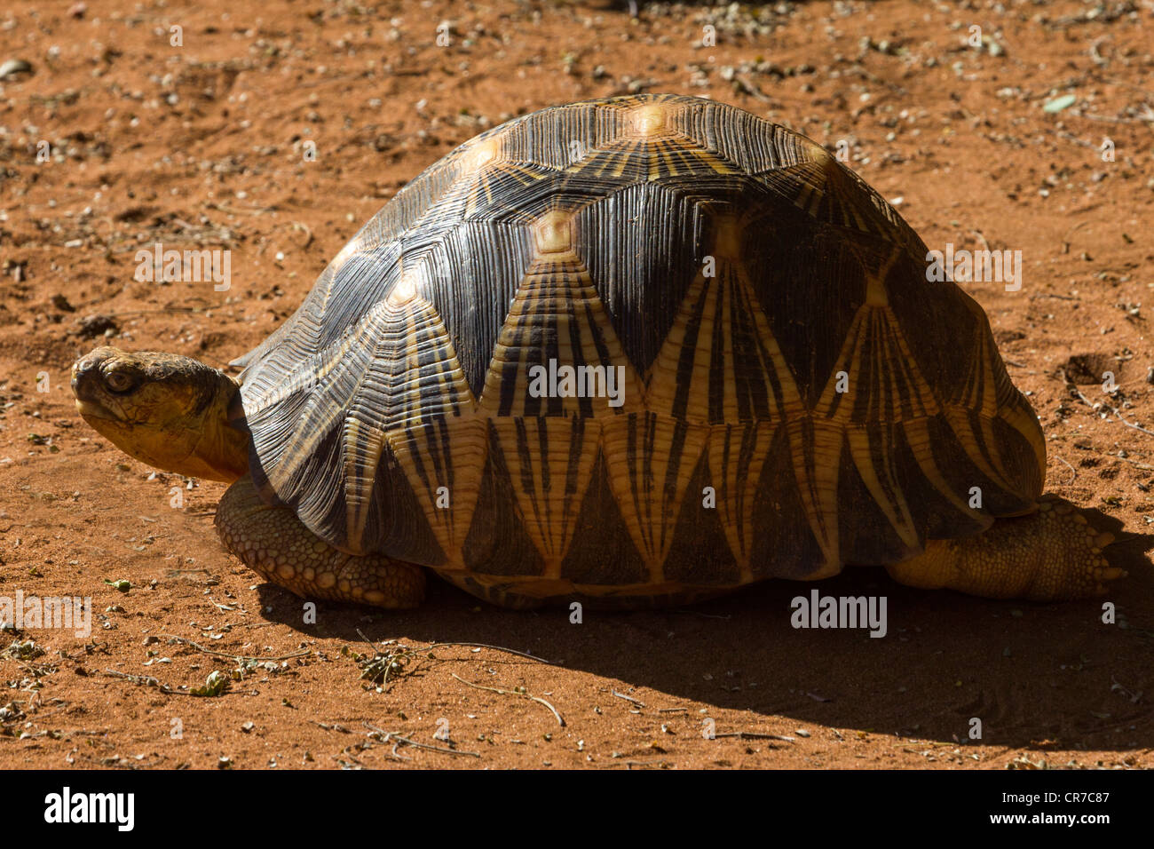 radiated tortoise Astrochelys radiata, Berenty, Madagascar Stock Photo ...