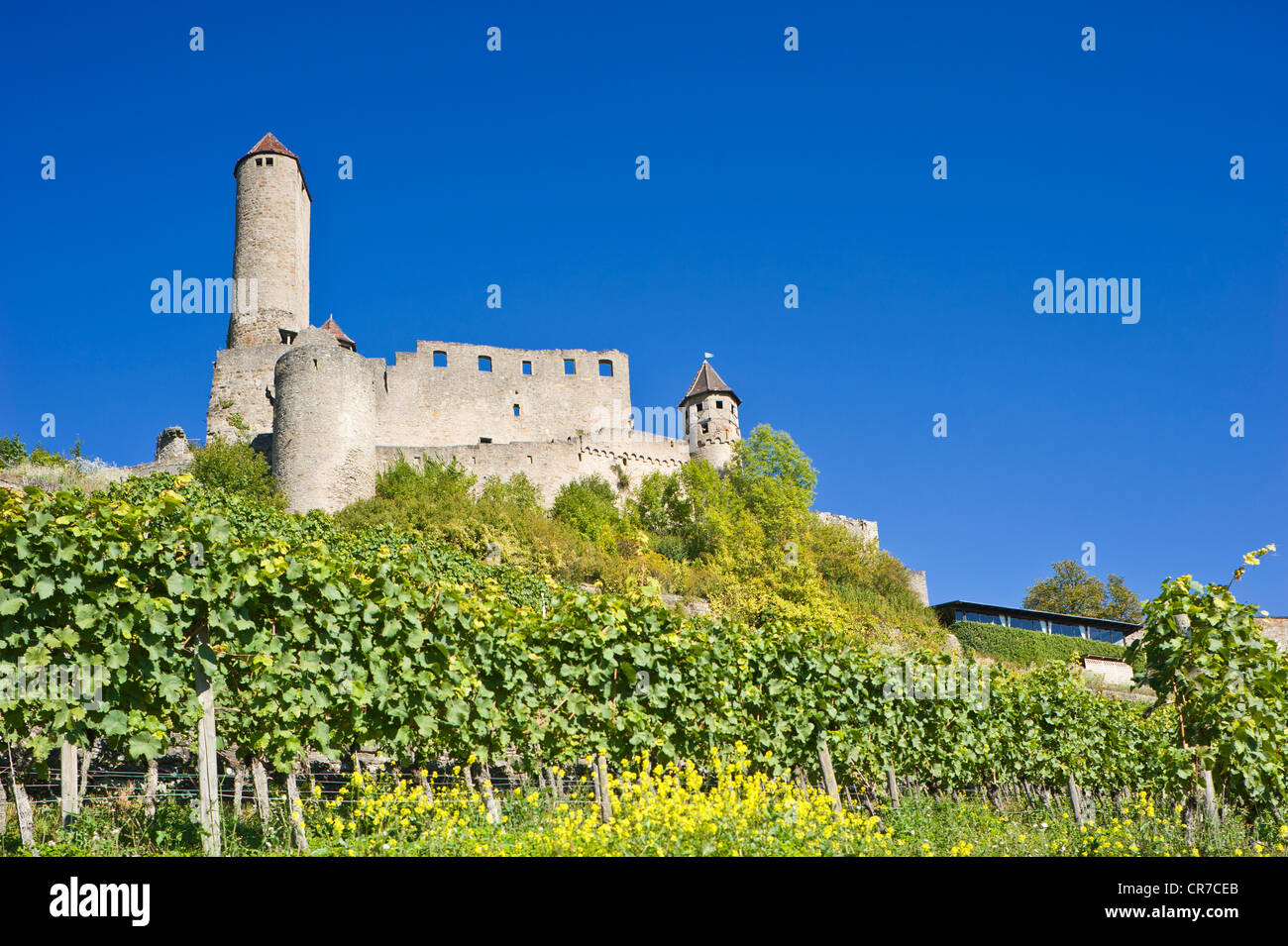 Burg Hornberg castle, Neckarzimmern, Neckartal, Baden-Wuerttemberg ...