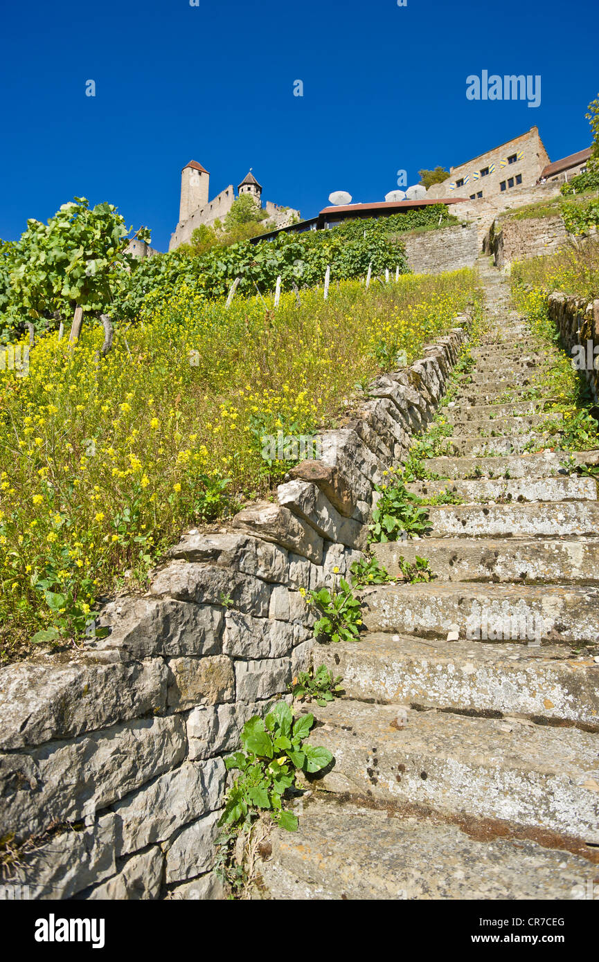 Burg Hornberg castle, Neckarzimmern, Neckartal, Baden-Wuerttemberg ...