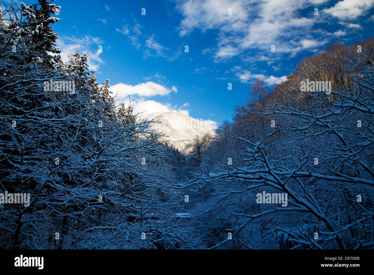 Snowcapped trees and distant mountain Stock Photo - Alamy