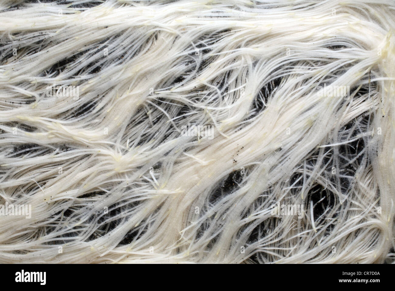 White roots close up background Stock Photo - Alamy