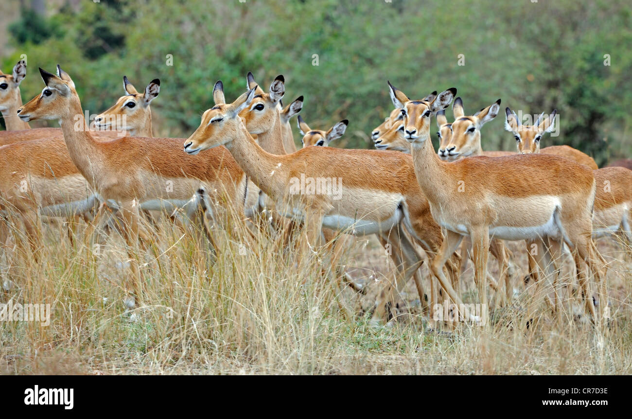 Kenyan antelopes hi-res stock photography and images - Alamy