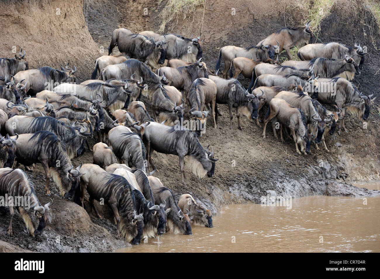 Blue or Common Wildebeest (Connochaetes taurinus), wildebeest migration ...