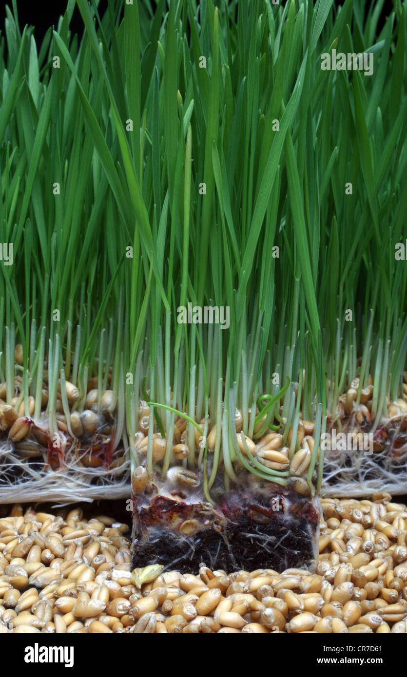 Rice seed germination hi-res stock photography and images - Alamy