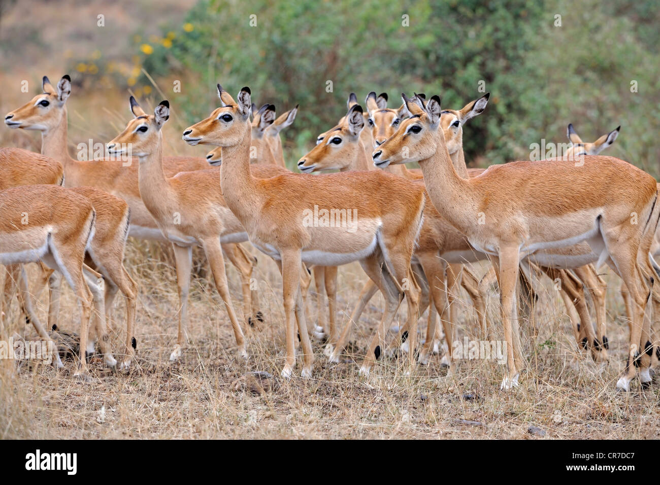 Female antelopes hi-res stock photography and images - Alamy