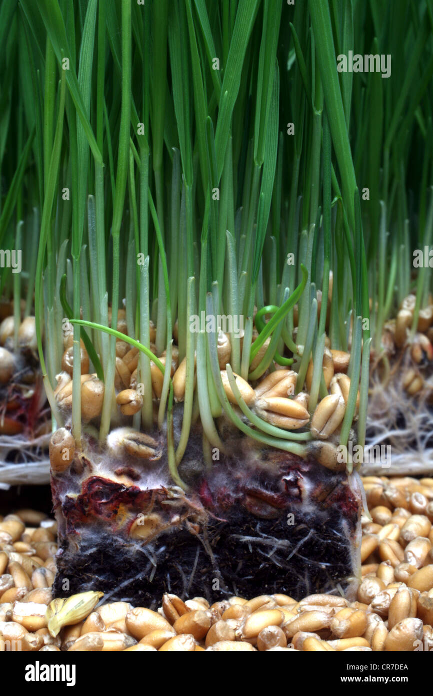 Barley seed germination hi-res stock photography and images - Alamy