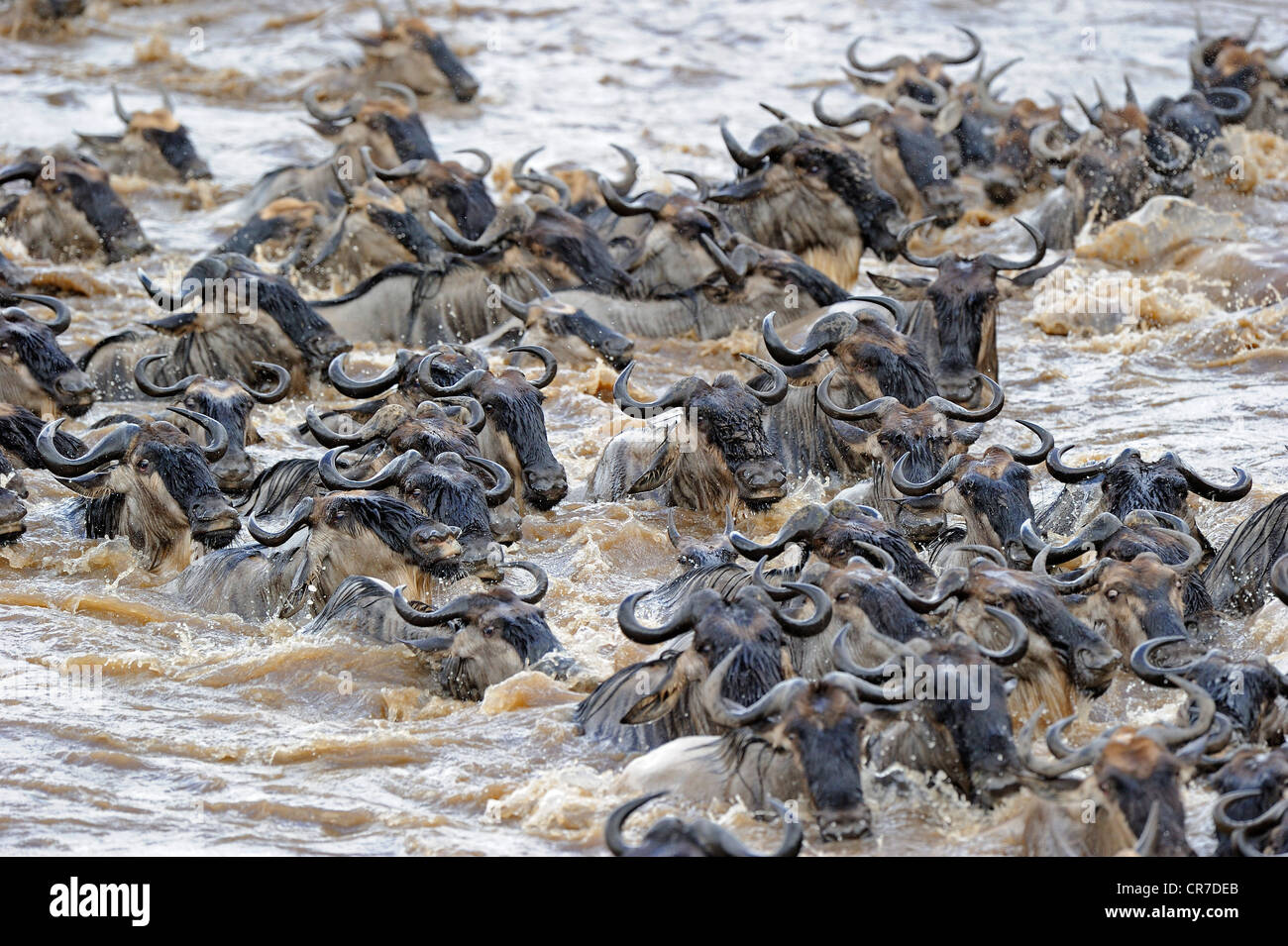 Blue or Common Wildebeest (Connochaetes taurinus), during migration ...