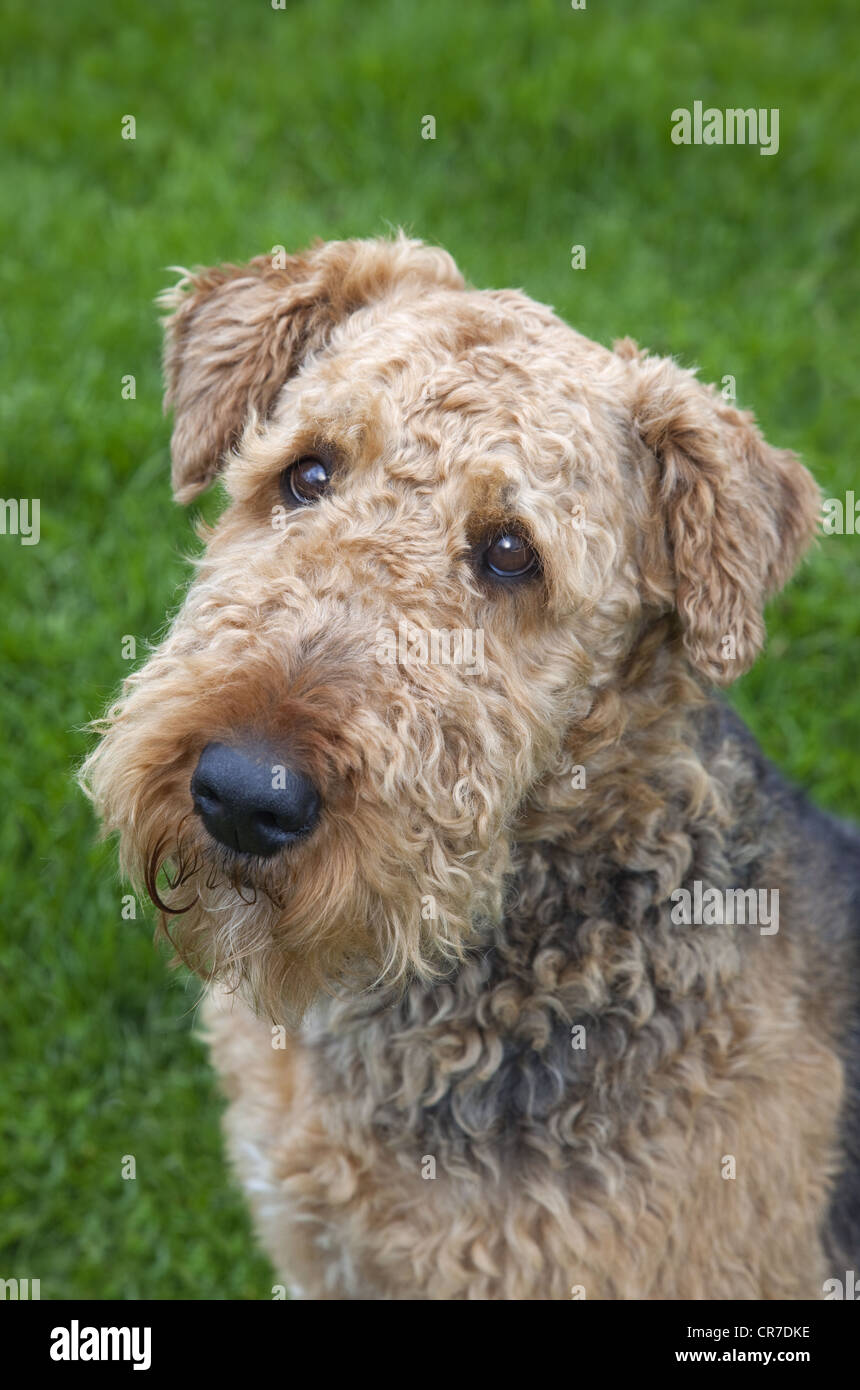 Largest terrier hi-res stock photography and images - Alamy