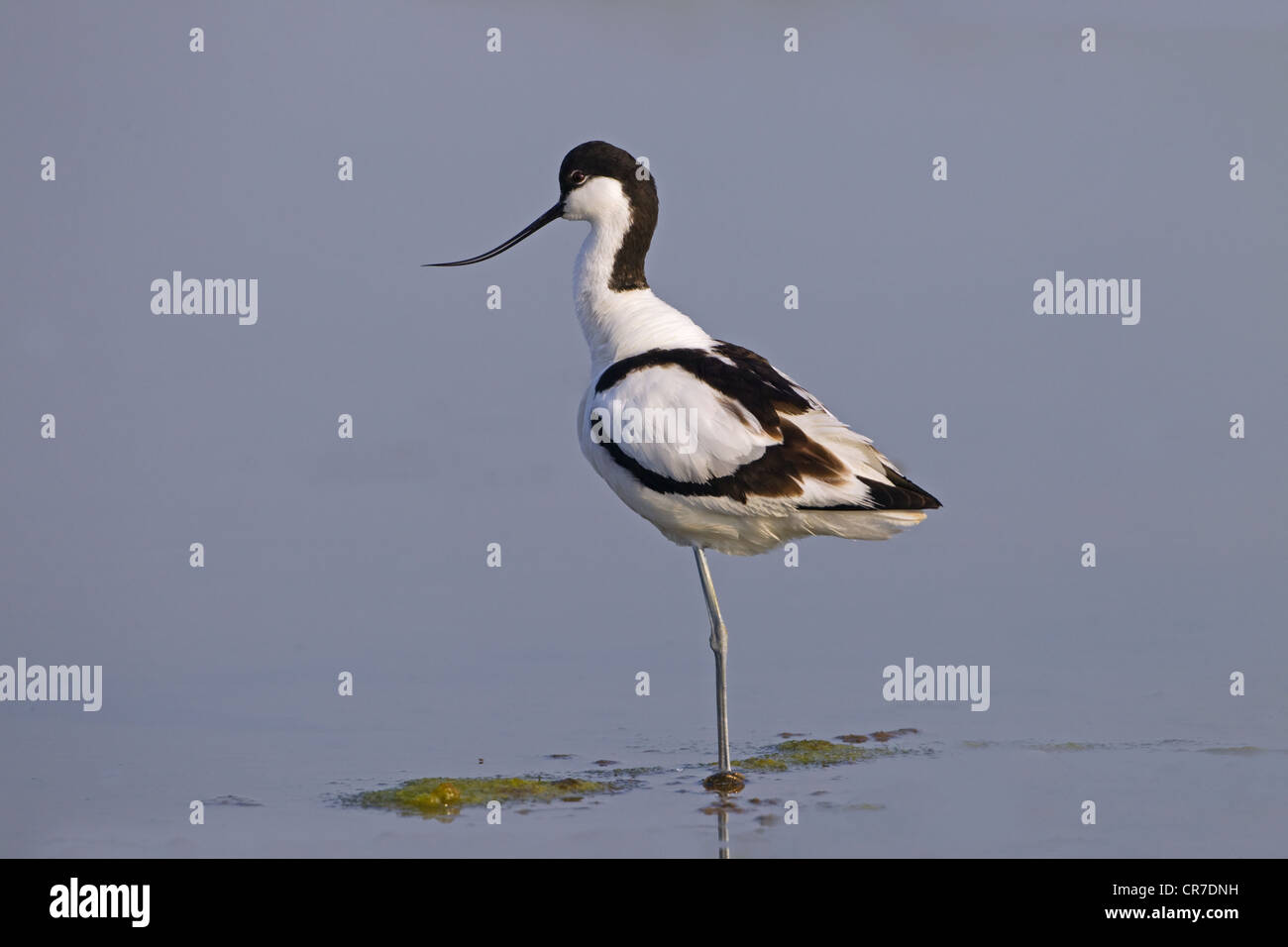 Rspb logo hi-res stock photography and images - Alamy