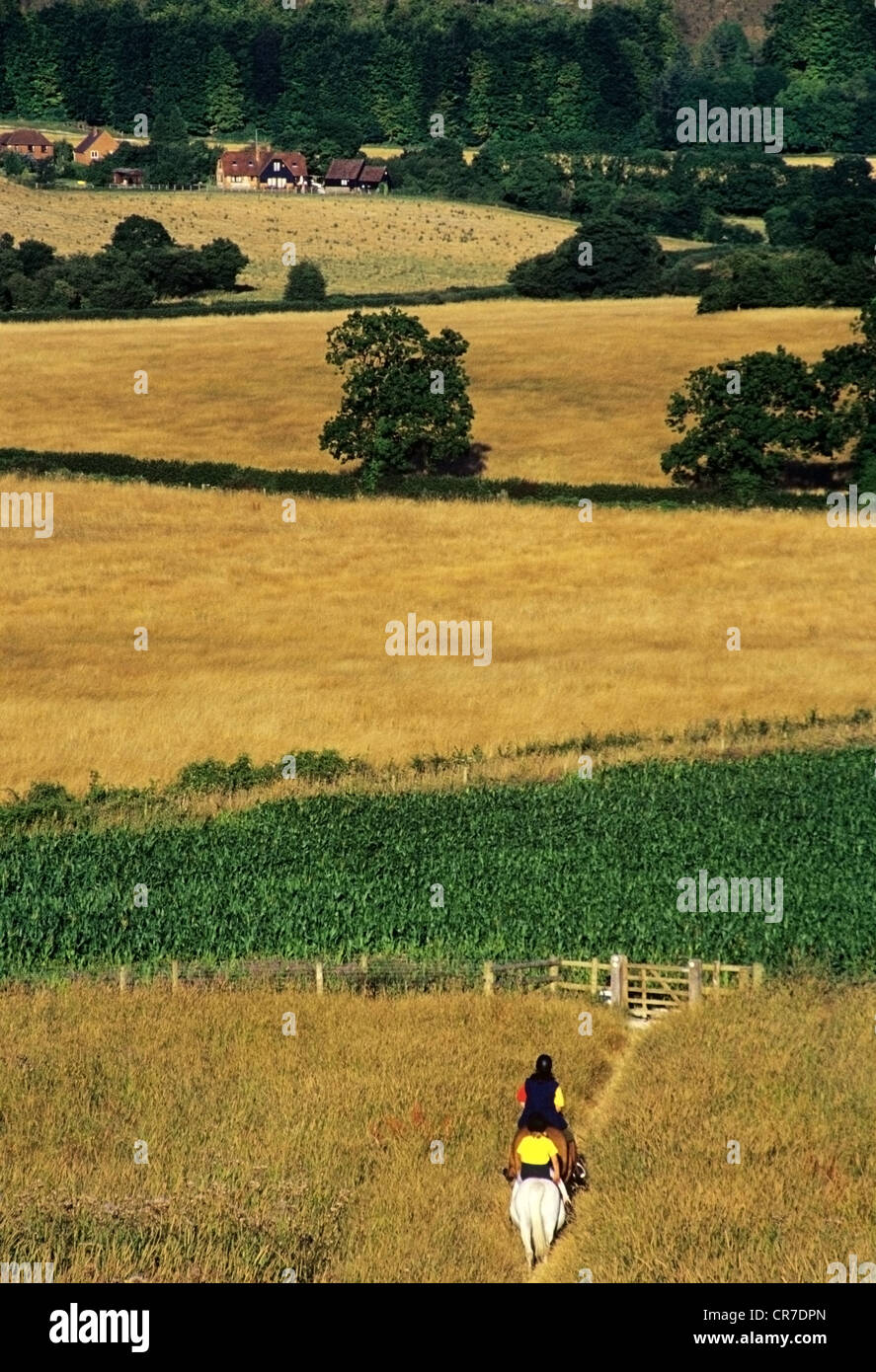 countryside horse trekking Stock Photo - Alamy