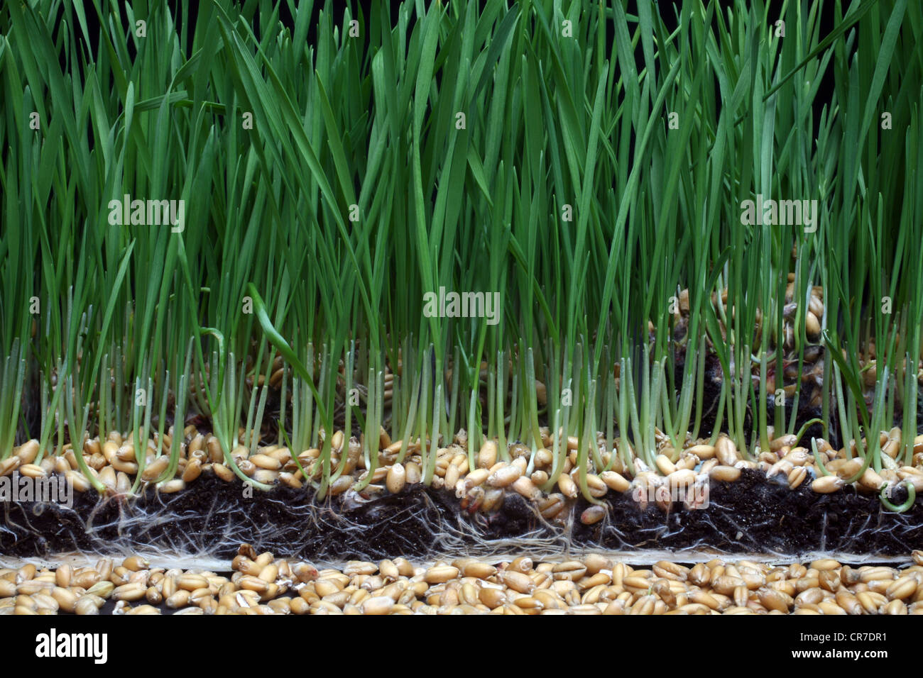Rice seed germination hi-res stock photography and images - Alamy