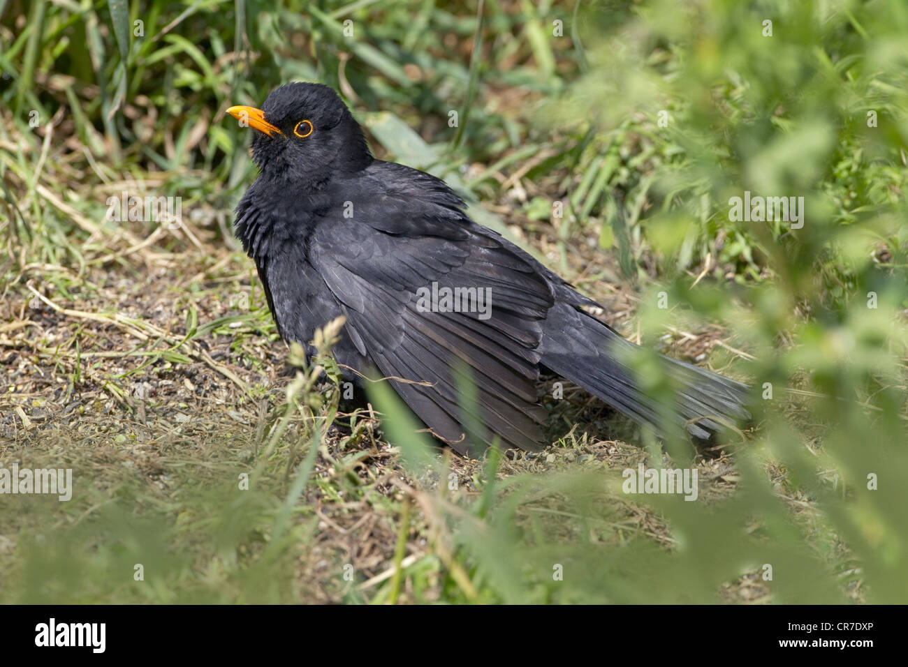 Bird with sunbathing hi-res stock photography and images - Alamy