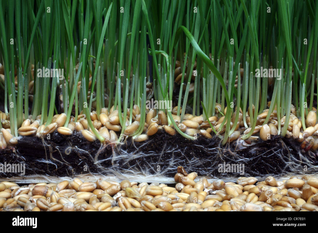 Barley seed germination hi-res stock photography and images - Alamy