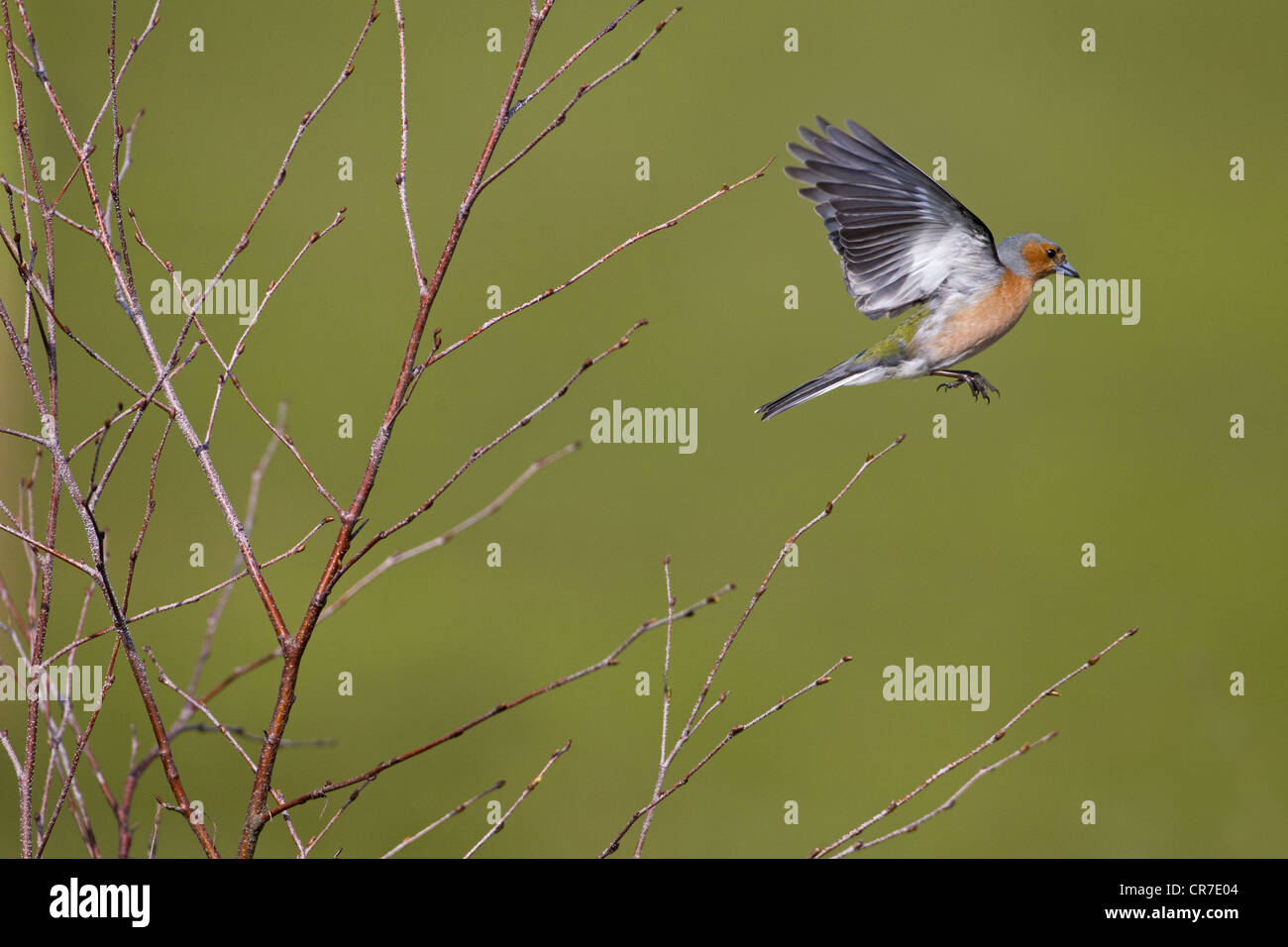 Chaffinch Fringilla coelebs Male flying from scrub Stock Photo - Alamy