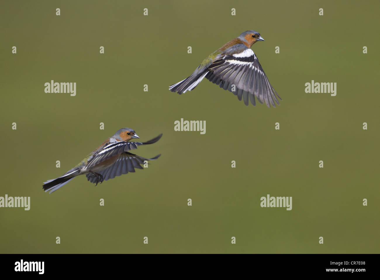 Chaffinch Fringilla coelebs Male flying from scrub Stock Photo - Alamy