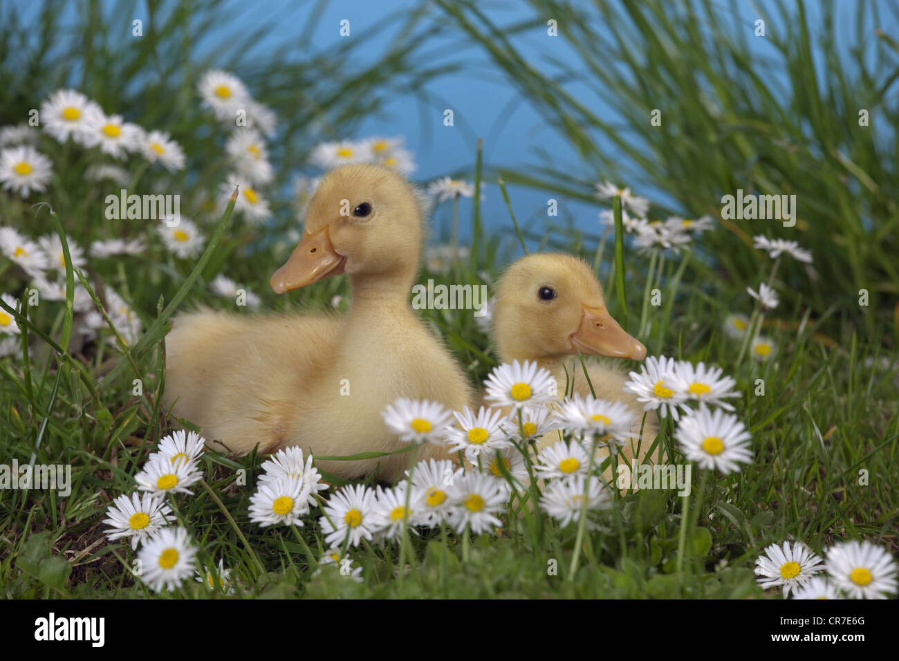 Ducklings on hi-res stock photography and images - Alamy