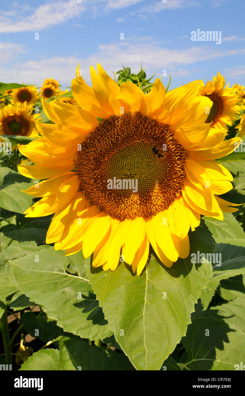 Sunflower growing sequence hi-res stock photography and images - Alamy