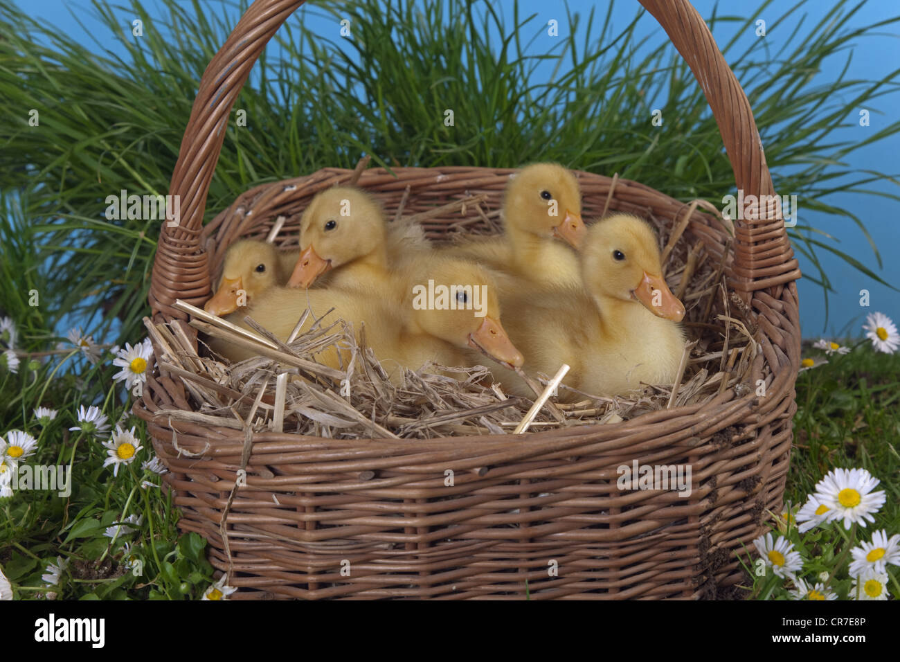 A large brood of ducklings at one week old Stock Photo - Alamy
