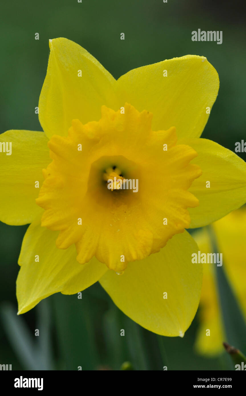 A single yellow daffodil flower in Spring UK Stock Photo - Alamy