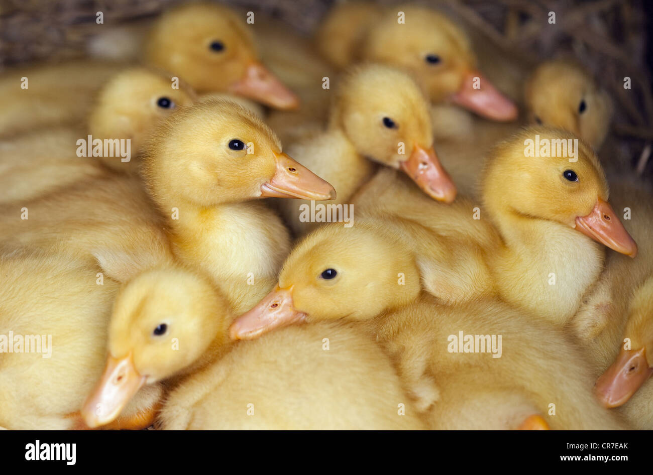 Large farming family hi-res stock photography and images - Alamy