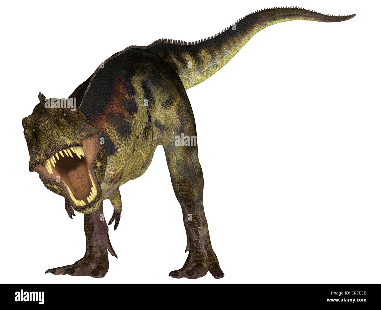 Illustration of a Tyrannosaurus (dinosaur species) isolated on a white ...