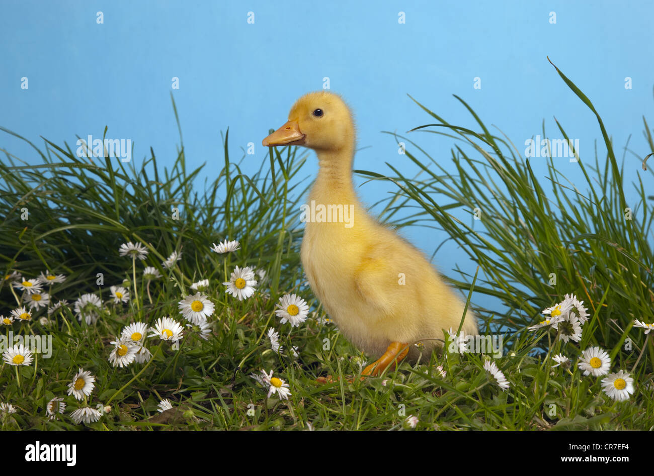 Ducklings in spring hi-res stock photography and images - Alamy