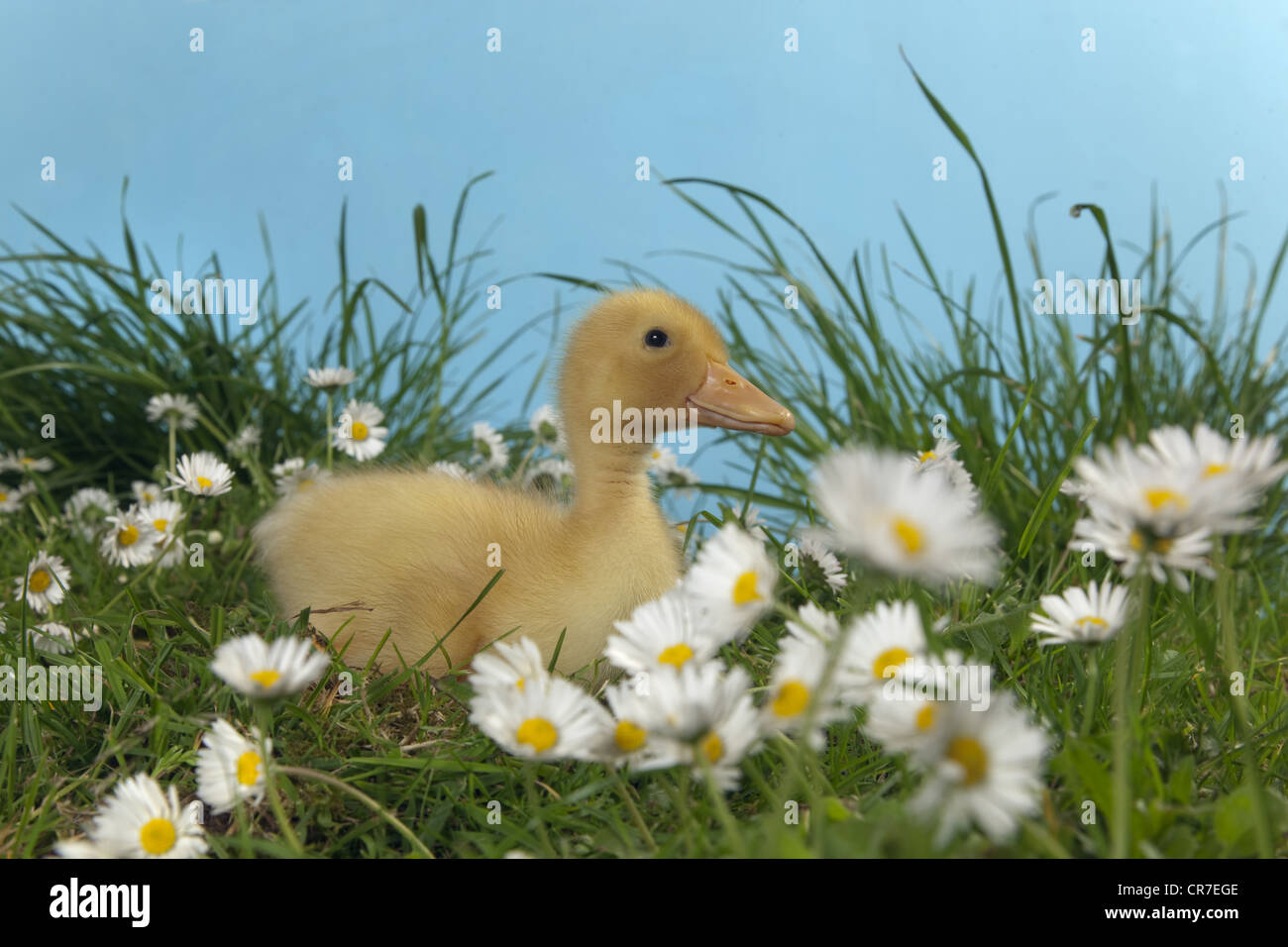 A brood of Muscovy ducklings at one week old in garden setting Stock ...